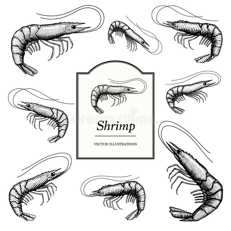 Shrimp and Prawn Illustrations Stock Vector - Illustration of woodcut ...