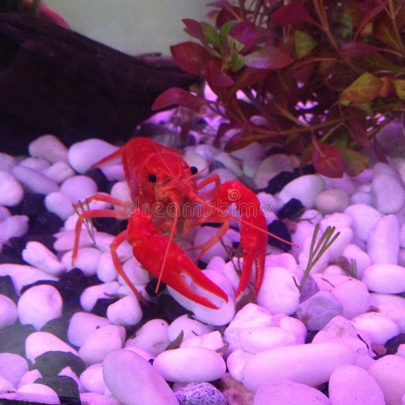 Shrimp editorial stock image. Image of invertebrate, crayfish - 42578319