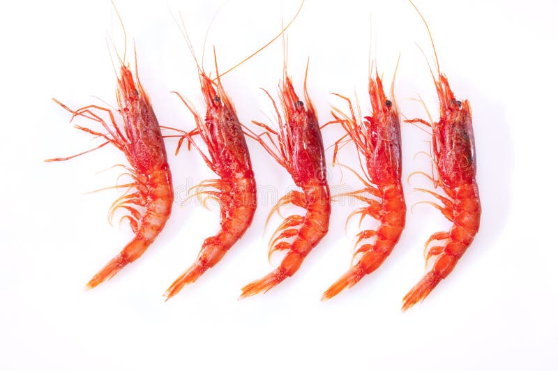 Big red shrimp stock image. Image of prawn, shellfish - 11773995