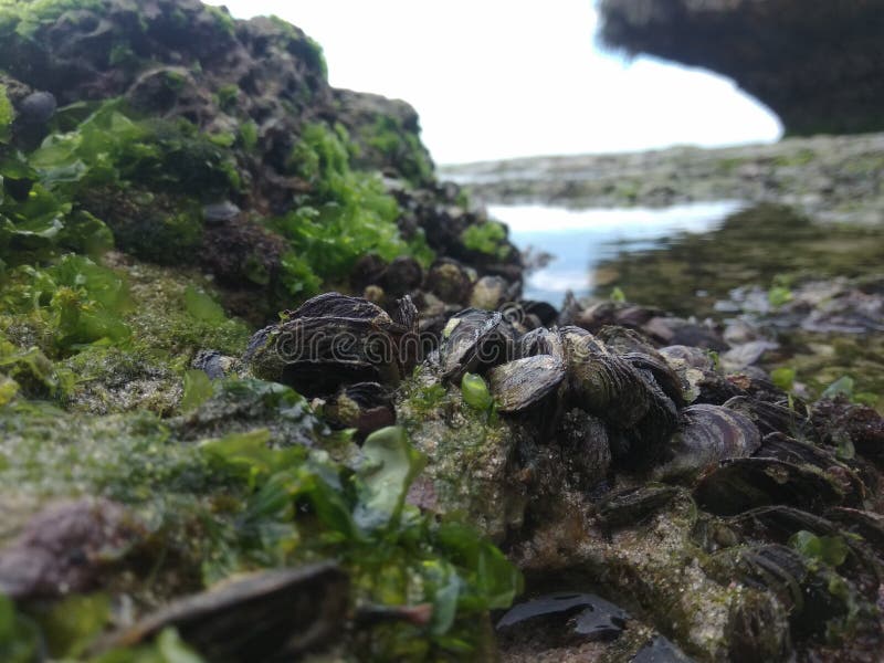 Shrimp on a rock stock photo. Image of eyes, river, aquarium - 219934
