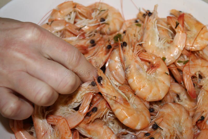 Shrimp stock image. Image of shrimps, proper, tiger - 215456925