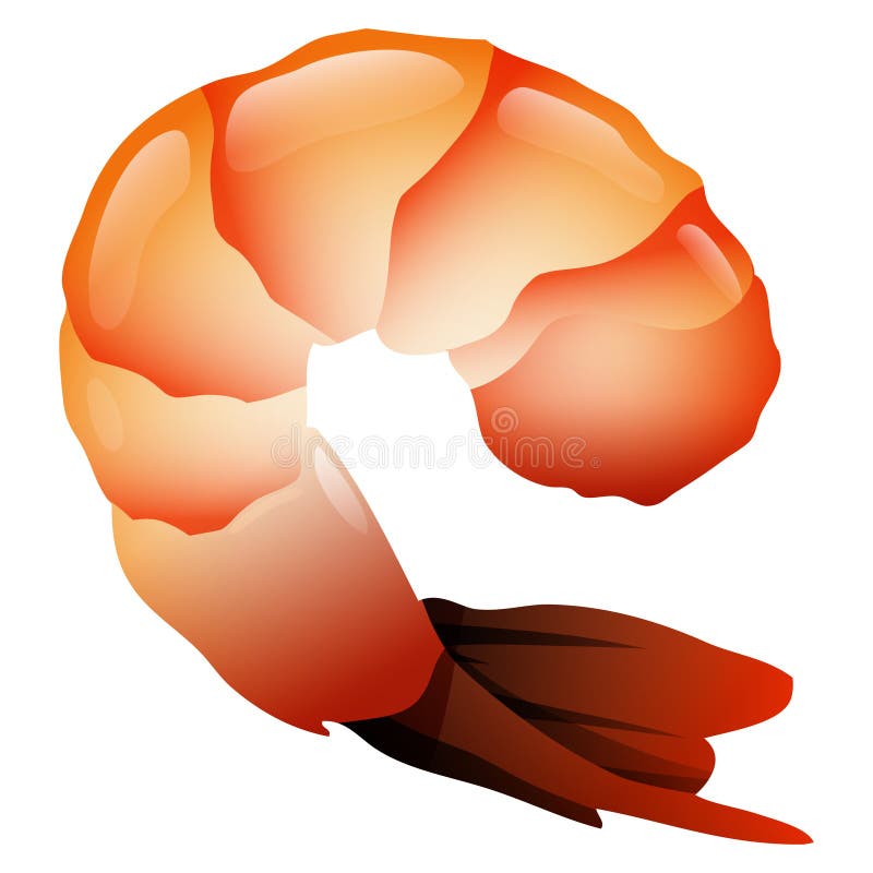 Shrimp Vector stock vector. Illustration of orange, diet - 30904083