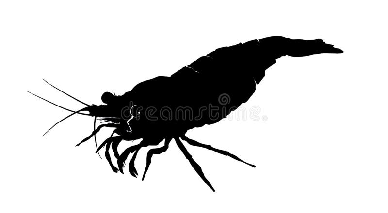 Shrimp Silhouette, Side View Stock Vector - Illustration of isolated ...