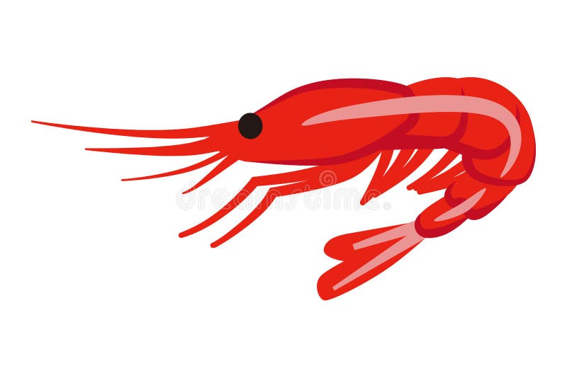 Shrimp stock vector. Illustration of seafood, isolated - 68903259