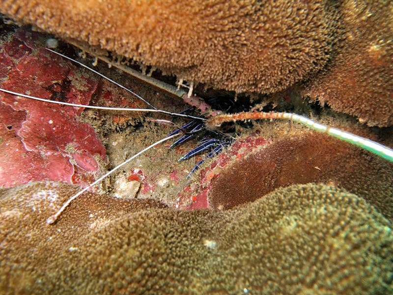 Shrimp in sponge coral stock photo. Image of underwater - 4639596