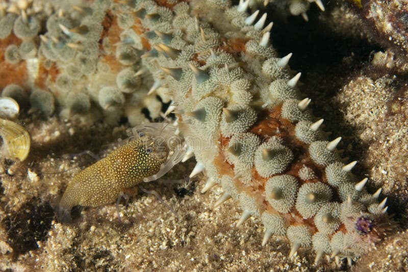 Shrimp & Star Fish stock photo. Image of water, symbiosis - 11703230