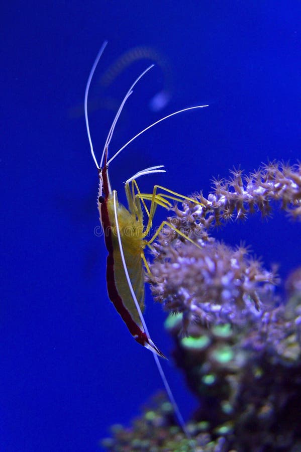 696 Striped Shrimp Photos - Free & Royalty-Free Stock Photos from ...