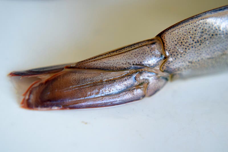 Shrimp tail stock photo. Image of tail, closeup, animal - 141422612
