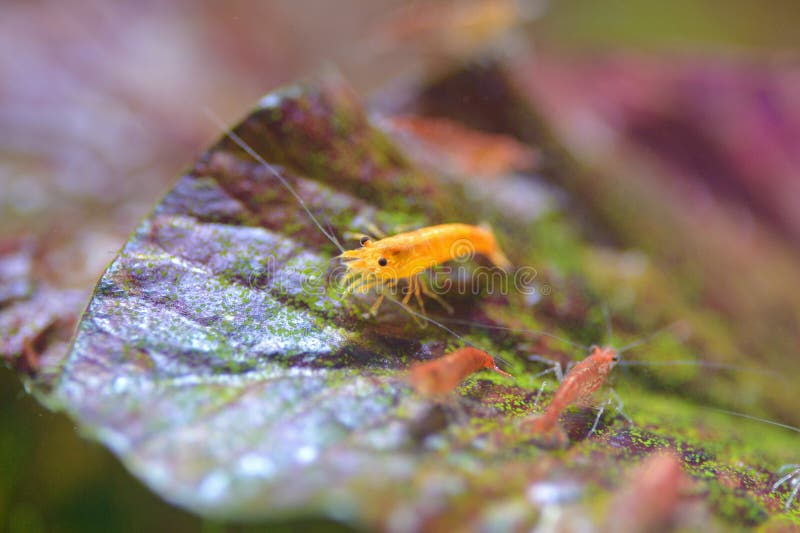 Shrimp in tank stock image. Image of nature, closeup - 85614847