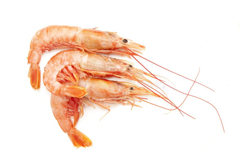 Shrimp three stock photo. Image of shrimp, shellfish - 25932312