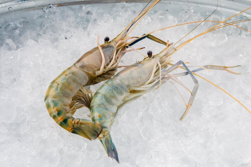 Shrimp two stock photo. Image of crib, prawn, bucket - 73789490
