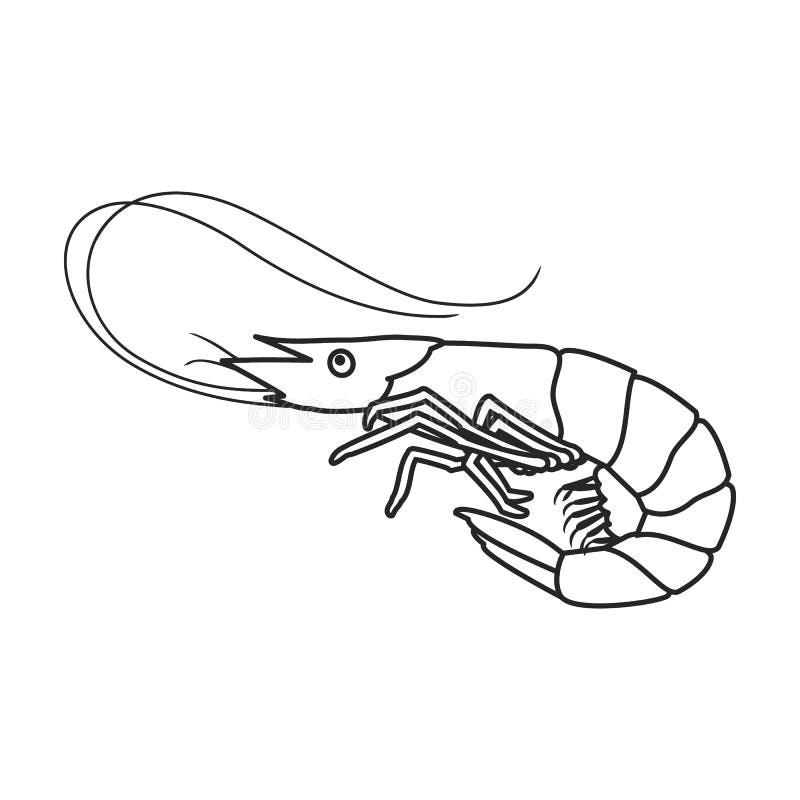 Shrimp Vector Icon.Outline,line Vector Icon Isolated on White ... Shrimp Vector Icon.Outline,line Vector Icon Isolated on White ...