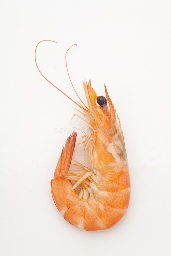 Single Shrimp stock photo. Image of shrimp, food, overhead - 9000770