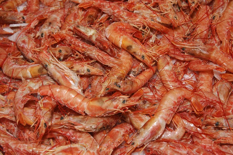 Shrimps stock photo. Image of heads, trap, cuisine, langostinos - 12268314
