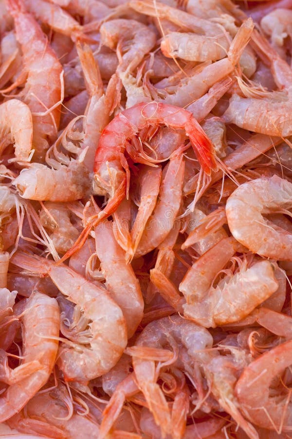 Shrimps stock photo. Image of fish, fresh, crustacean - 14701688