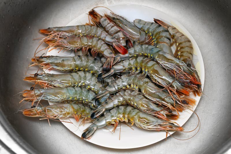 Shrimps stock image. Image of prawn, shellfish, fresh - 36598727