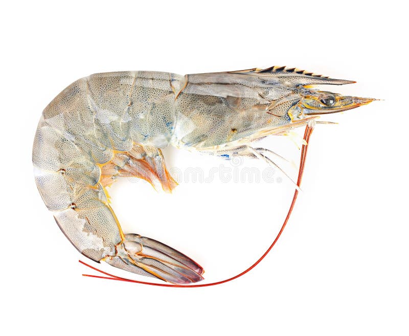 Shrimps Prawns Isolated on White Background Stock Photo - Image of ...