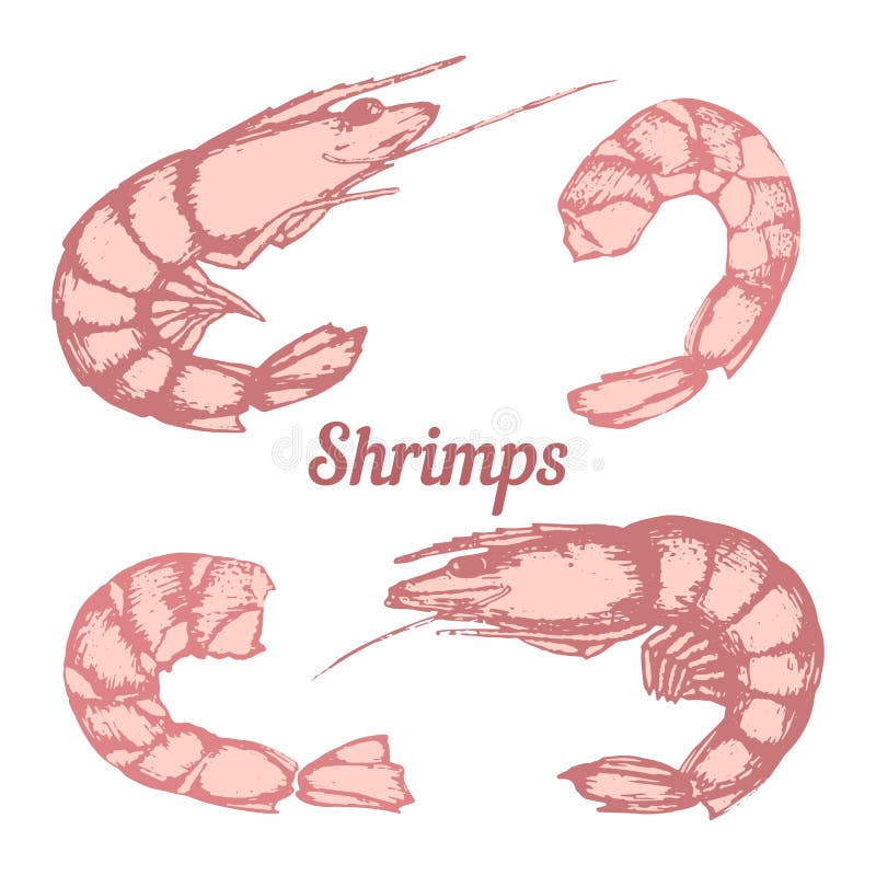 Peeled Shrimps Stock Illustrations – 26 Peeled Shrimps Stock ...