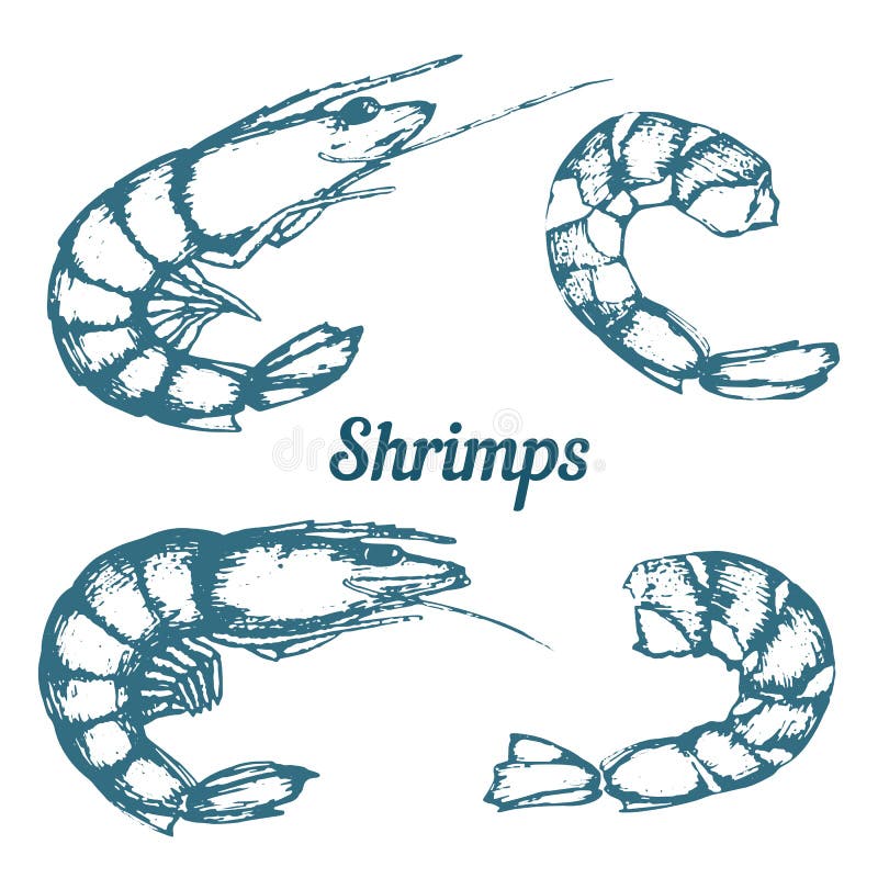 Shrimps stock vector. Illustration of product, healthy - 72399458