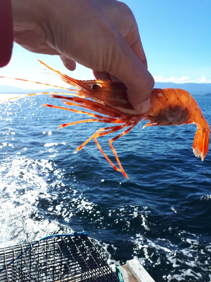 Shrimpy stock afbeelding. Image of diner, garnalen, iedereen - 109030783