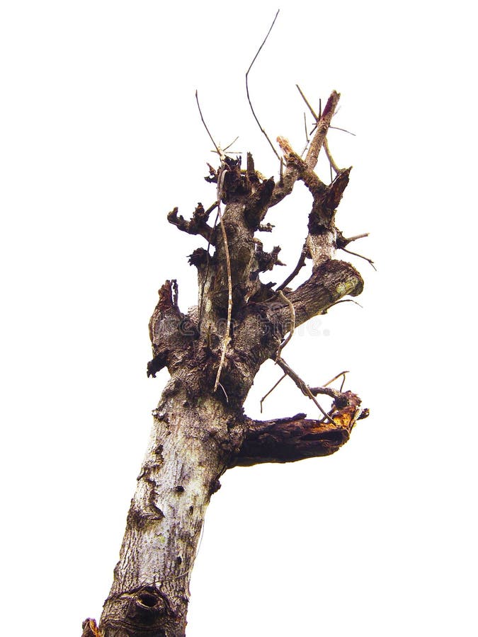 Shrivel Treetop in White Background Stock Image - Image of elderly ...
