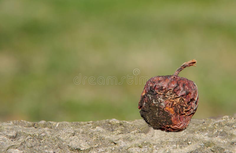 Ill Shriveled Apple on Branch with Dead Dry Brown Leaves of Sick Apple ...
