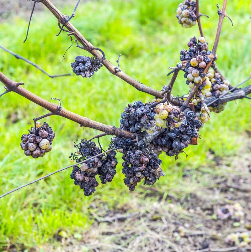SHRIVELLED RIPE JAPANESE RAISIN FRUIT Stock Image - Image of background ...