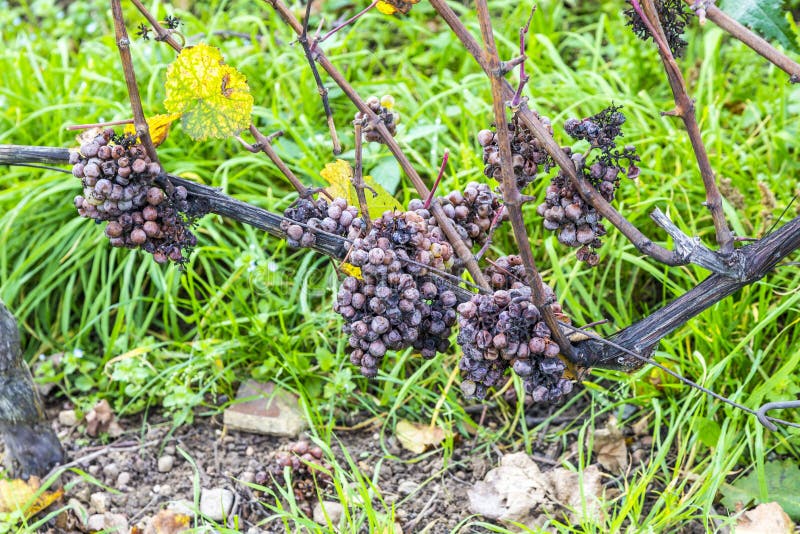 Shrivelled Grapes Autumn Stock Photos - Free & Royalty-Free Stock ...