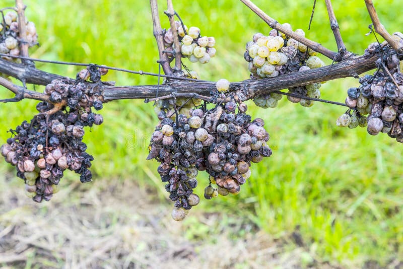 Shrivelled Grapes in Autumn Stock Image - Image of rays, autumn: 46070763