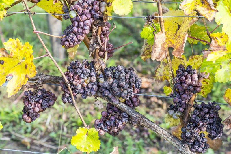 Shrivelled Grapes Autumn Stock Photos - Free & Royalty-Free Stock ...