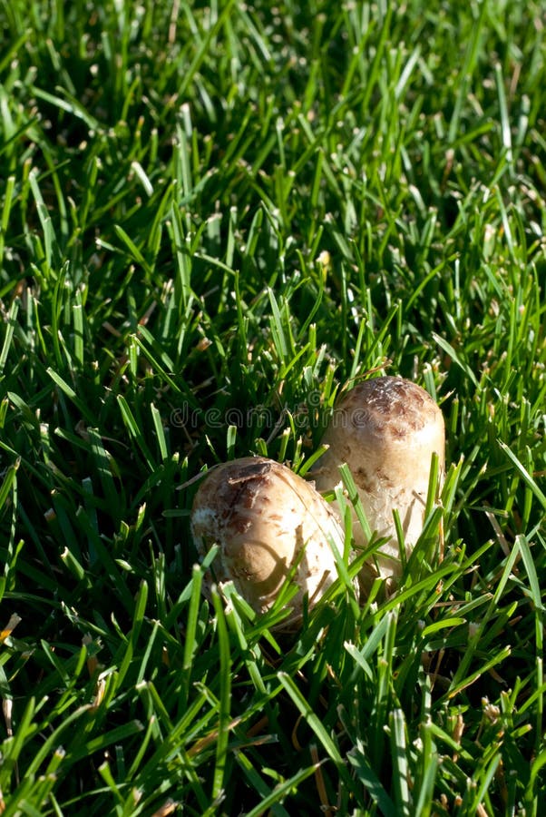 Shroomies! stock image. Image of countryside, copyspace - 16088085