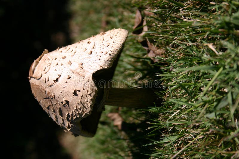 Shrooms stock photo. Image of toad, green, food, shroom - 290024