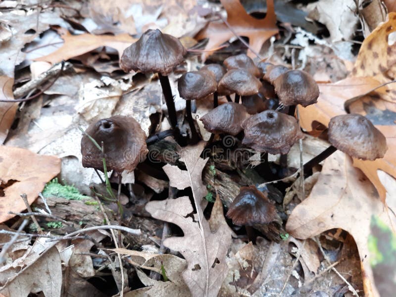 Shrooms Mushrooms Dying Life Stock Image - Image of shrooms, life ...