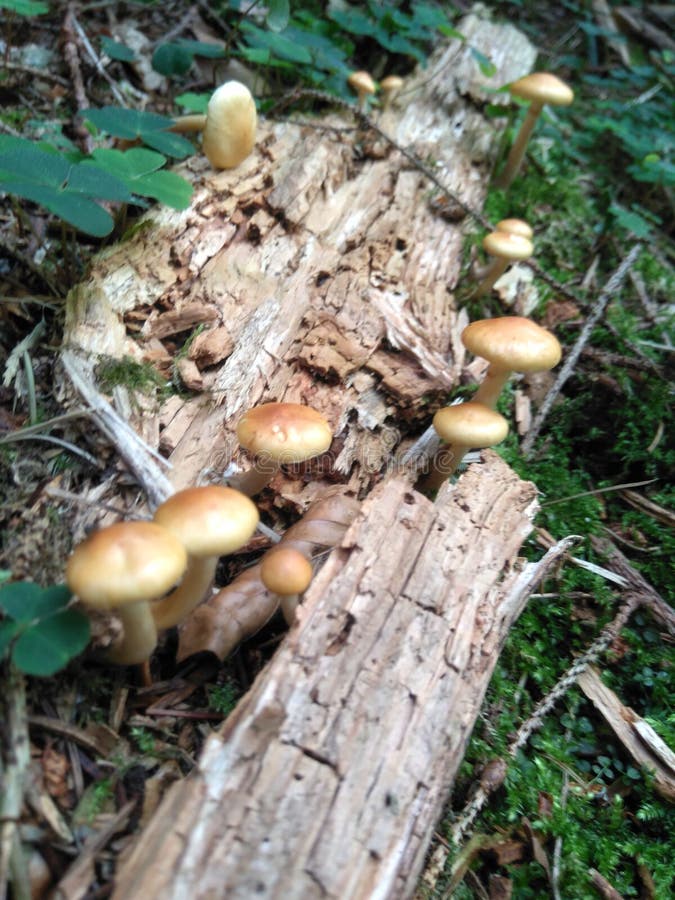 Tree shrooms stock photo. Image of tree, shrooms, wild - 114643526
