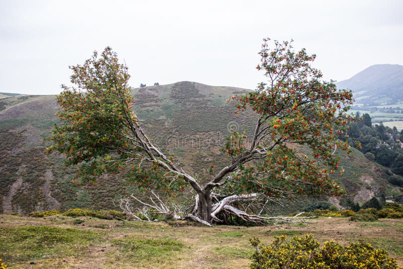 A Tree that Has Been Split by Lightning in the Shropshire Hills Stock ...