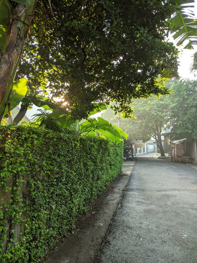 Shroud in Sunshine Morning stock photo. Image of trees - 267187544