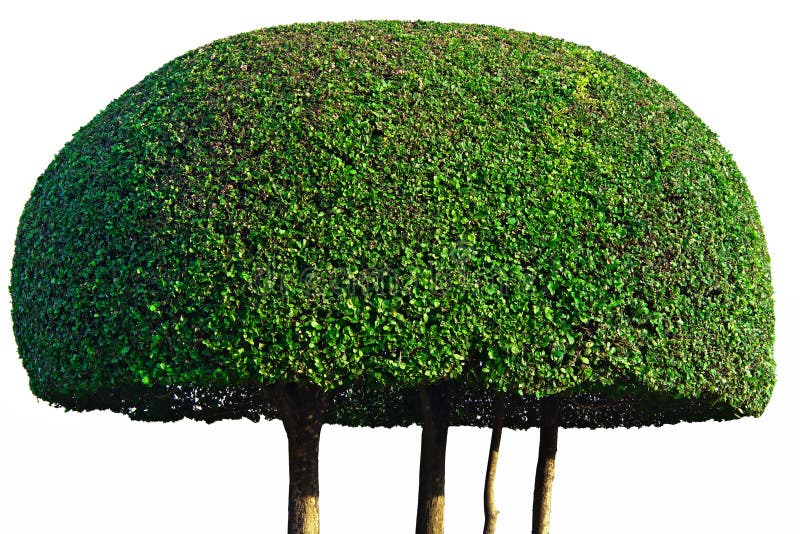 Shrub stock image. Image of clipped, decoration, isolated - 23373545