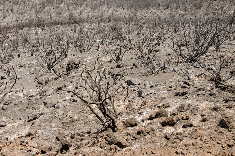 Shrub Area Devastated by Fire Stock Photo - Image of bushland, burned ...