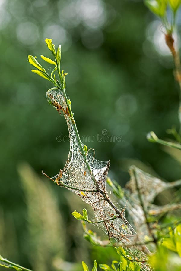 Web moth at work stock photo. Image of moth, tree, german - 159522760