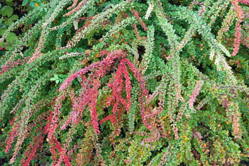 Shrub stock image. Image of fence, herbs, planting, landscape - 83639819