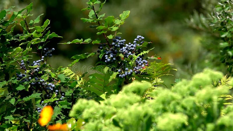 Blue sweet berries stock footage. Video of dane, fruit - 132383876