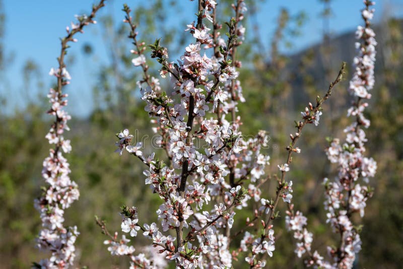Shrub Branch with White Flowers. Stock Image - Image of nature, petal ...