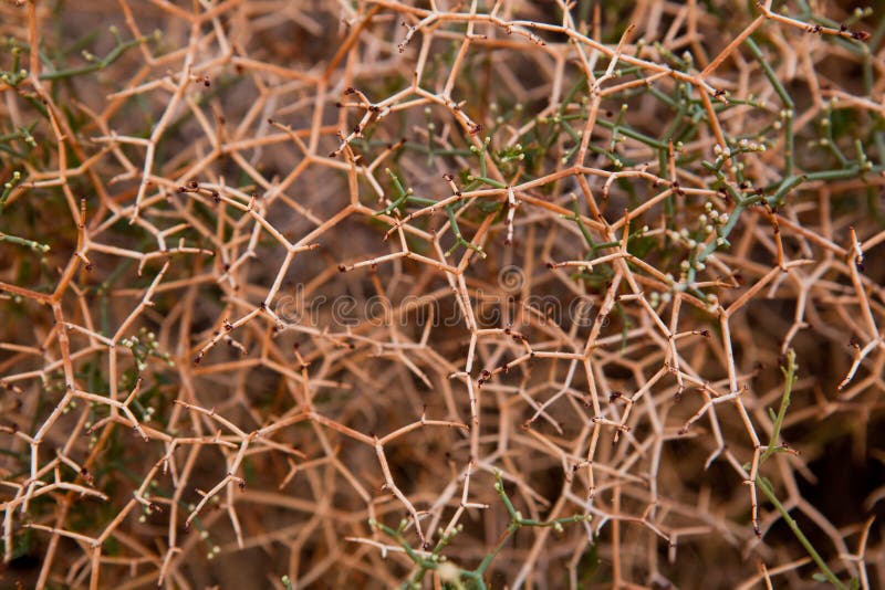 Shrub Branches Exhibiting Angular Branching Stock Image - Image of twig ...