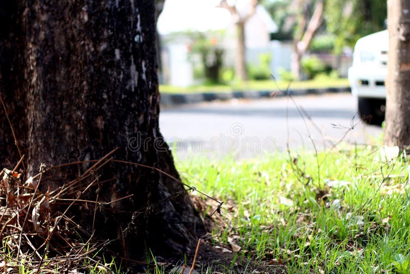 Shrub Under Tree stock photo. Image of wood, branch - 107108498