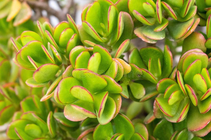 Shrub Bright Green Color Big Plan Texture Stock Image - Image of growth ...