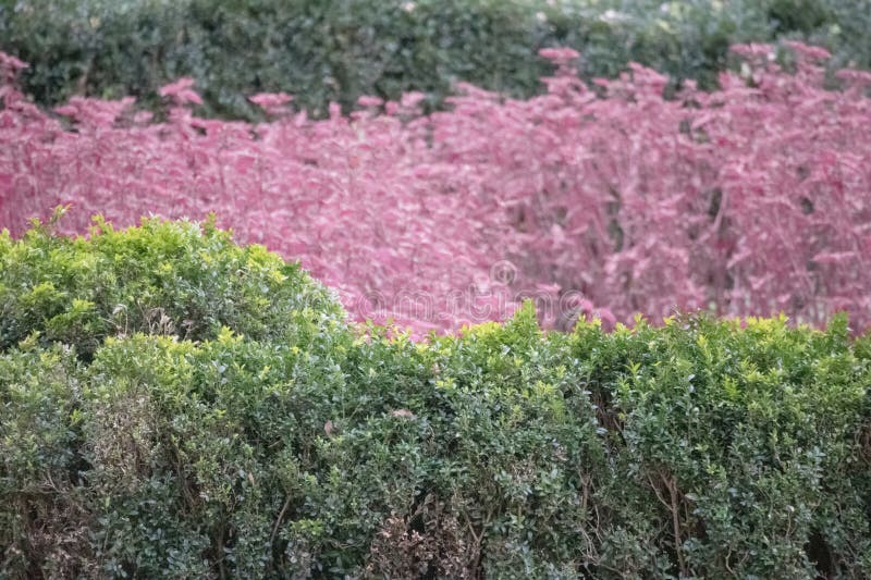 .a Shrub with Bright Pink Flowers Growing on Bark Mulch Stock Photo ...