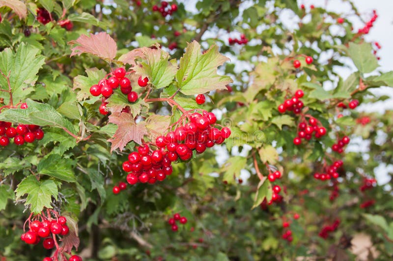 The Shrub with Bright Red Berries of Viburnum Stock Photo - Image of ...