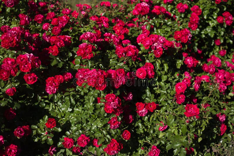 Shrub with Bright Red Roses Stock Photo - Image of bright, color: 120270056