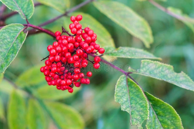Shrub with a Bunch of Red Wild Berries. Stock Photo - Image of brush ...