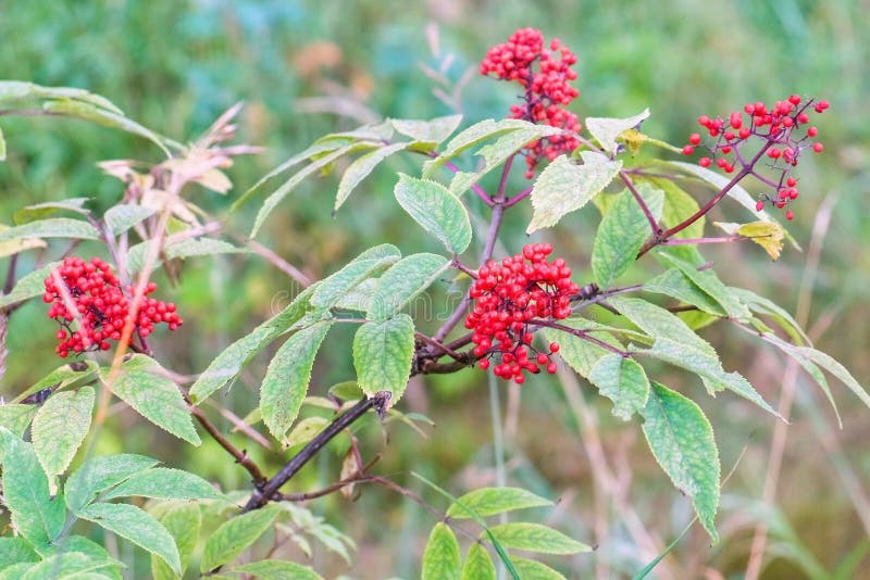 Shrub with a Bunch of Red Wild Berries. Stock Photo - Image of healthy ...